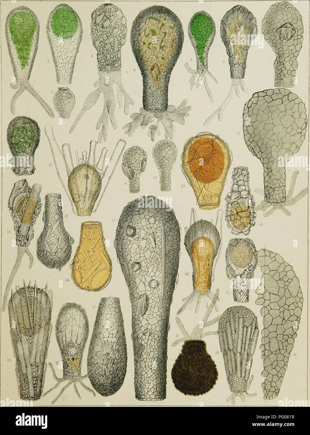 Difflugia pyriformis hi-res stock photography and images - Alamy