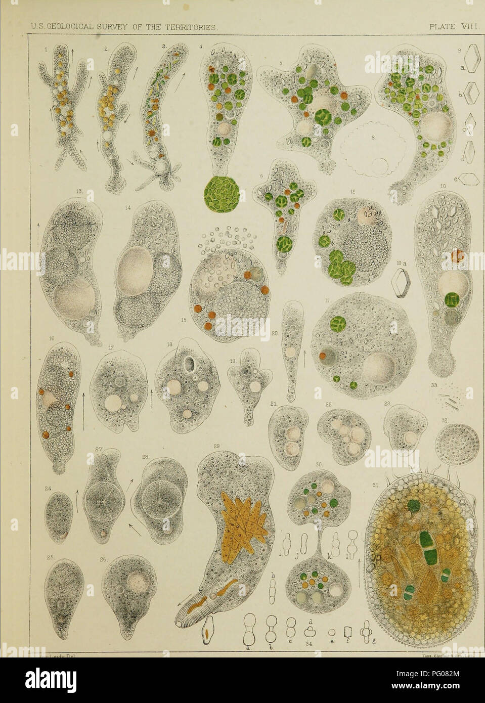 This study on freshwater rhizopods in North America includes detailed ...