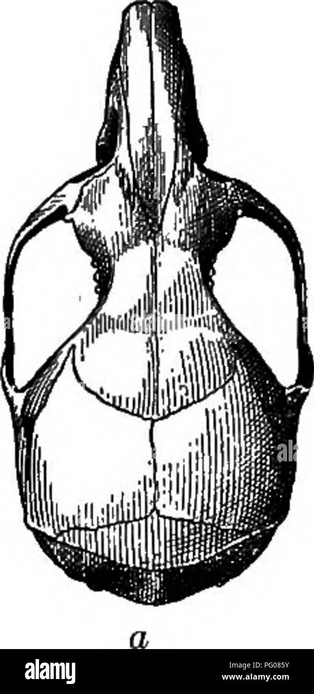 This catalog provides a detailed description of the mammal species ...