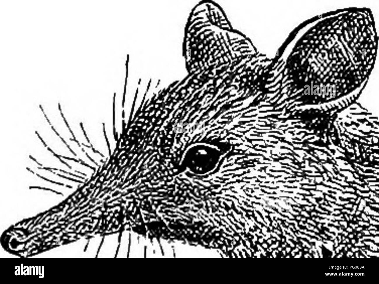 This image shows an animal from the Indian Archipelago and Malay ...