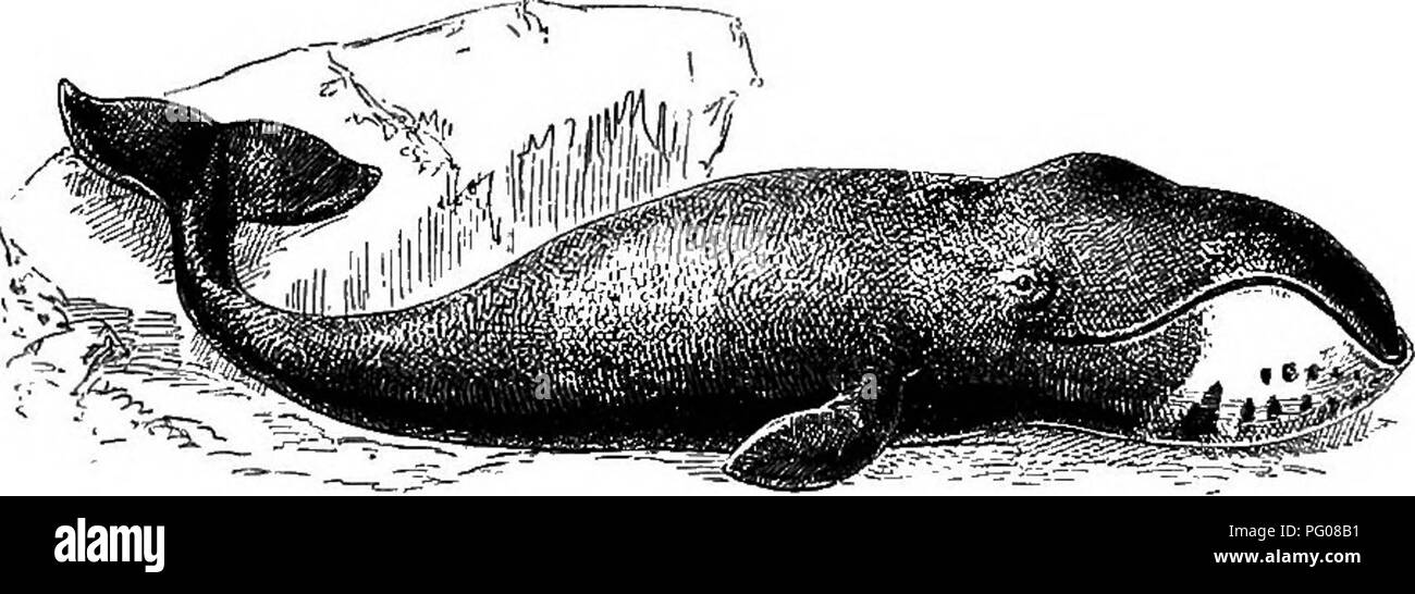 Paddle like limbs hi-res stock photography and images - Alamy