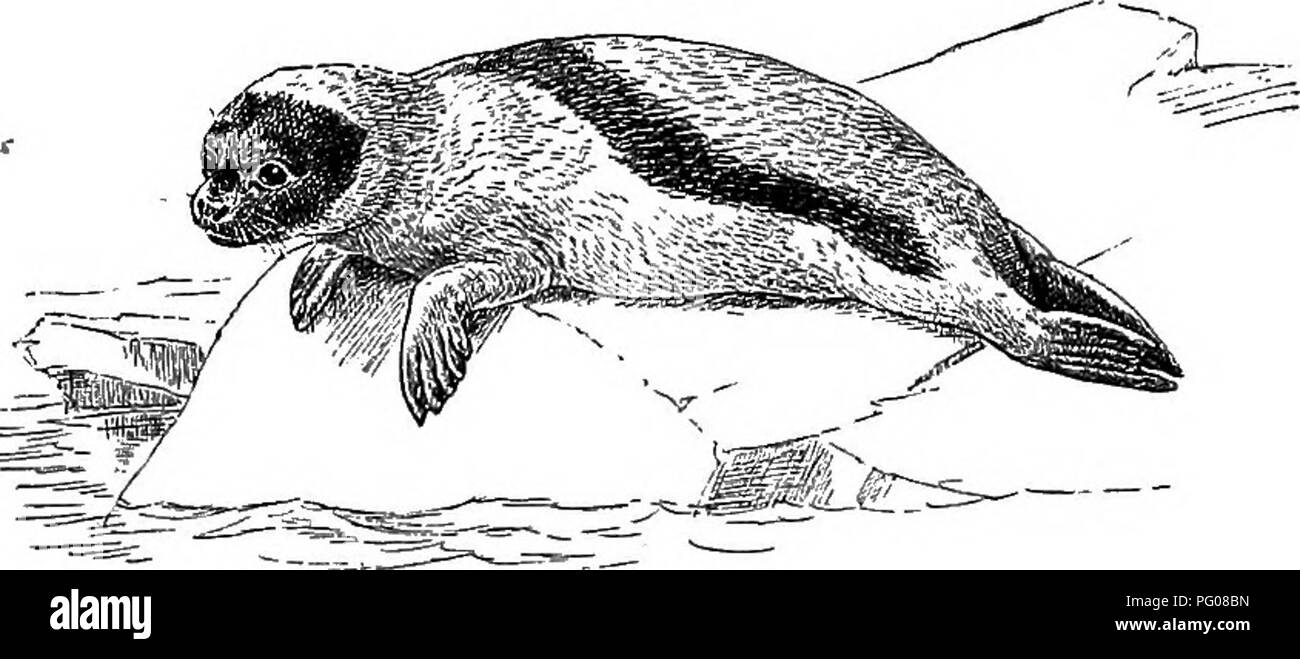 This work discusses the sea-lion and its unique characteristics ...