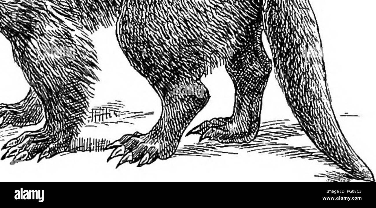 Thick tapering tail hi-res stock photography and images - Alamy