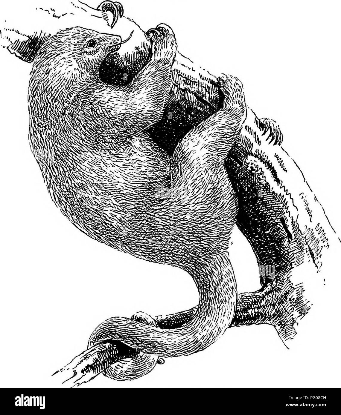 Two toed sloths Cut Out Stock Images & Pictures - Alamy