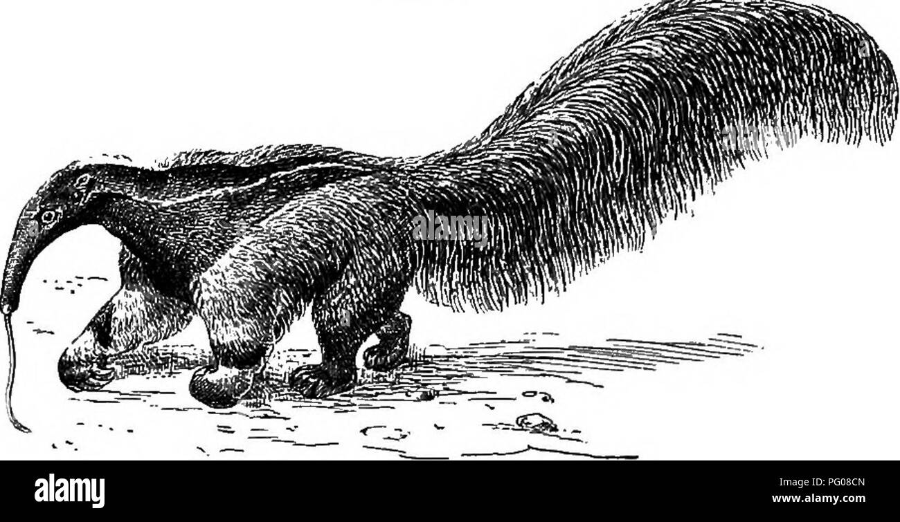 This work categorizes various types of animal life unique to America ...