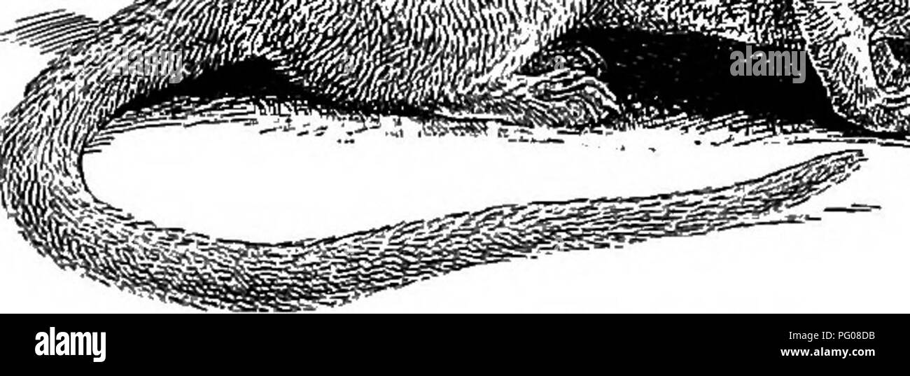 . American types of animal life. Zoology; Animal behavior. 236 TYPES OF ...