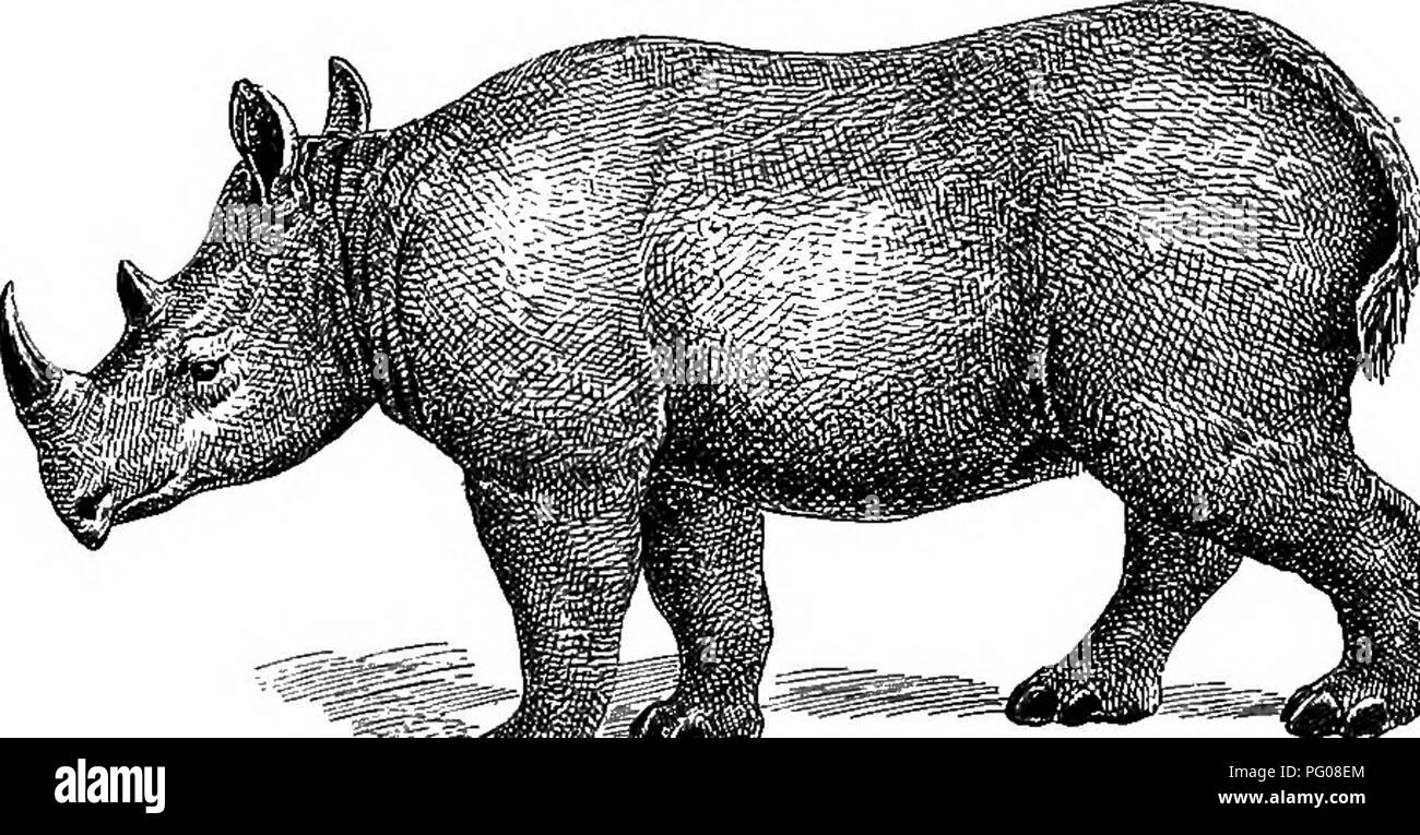 . American types of animal life. Zoology; Animal behavior. 202 TYPES OF ...