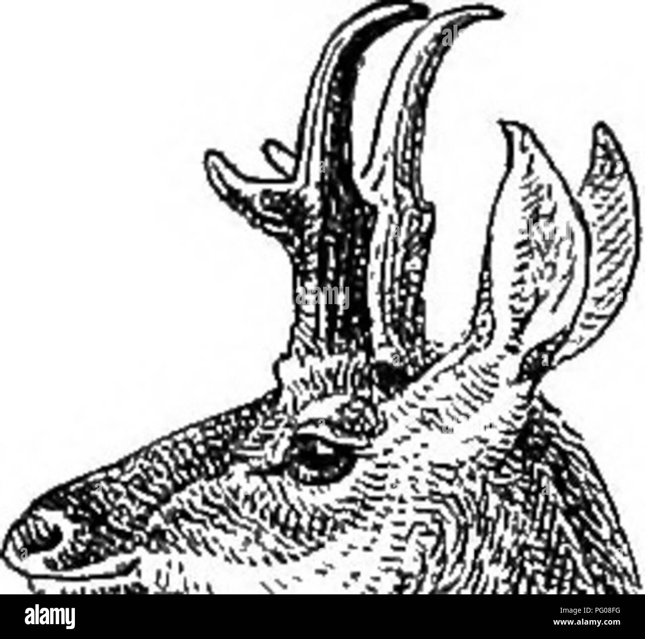 The American bison, a species with distinct horns, is explored here ...