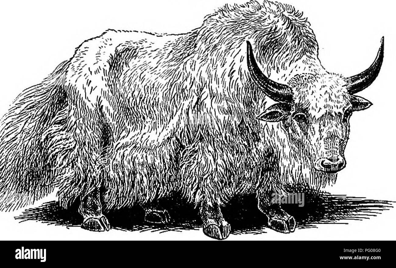 The American bison, a species distinct from the European aurochs ...