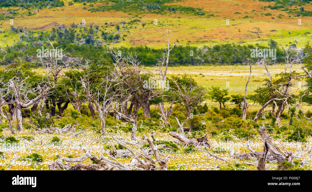 Landscape, view of dry trees, Patagonia, Chile Stock Photo - Alamy