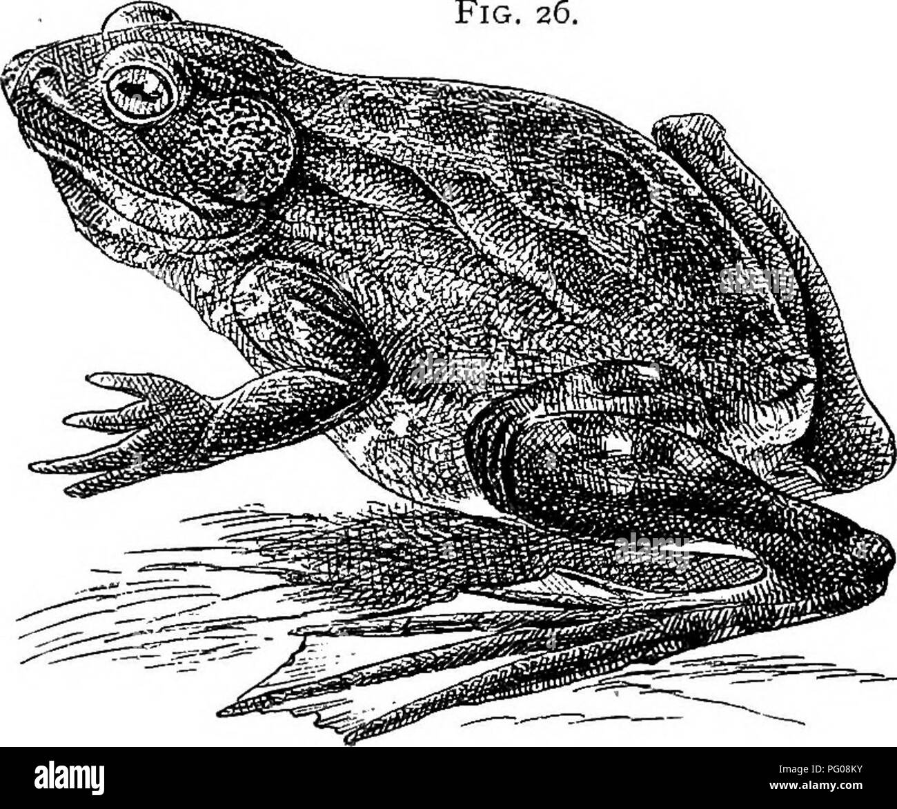 This image is from 'American Types of Animal Life,' detailing the ...