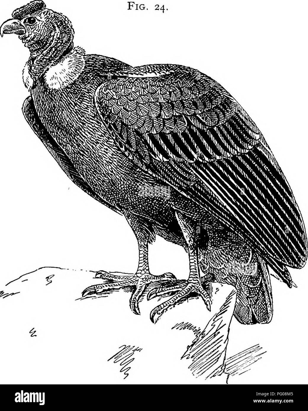 South american condor Black and White Stock Photos & Images - Alamy