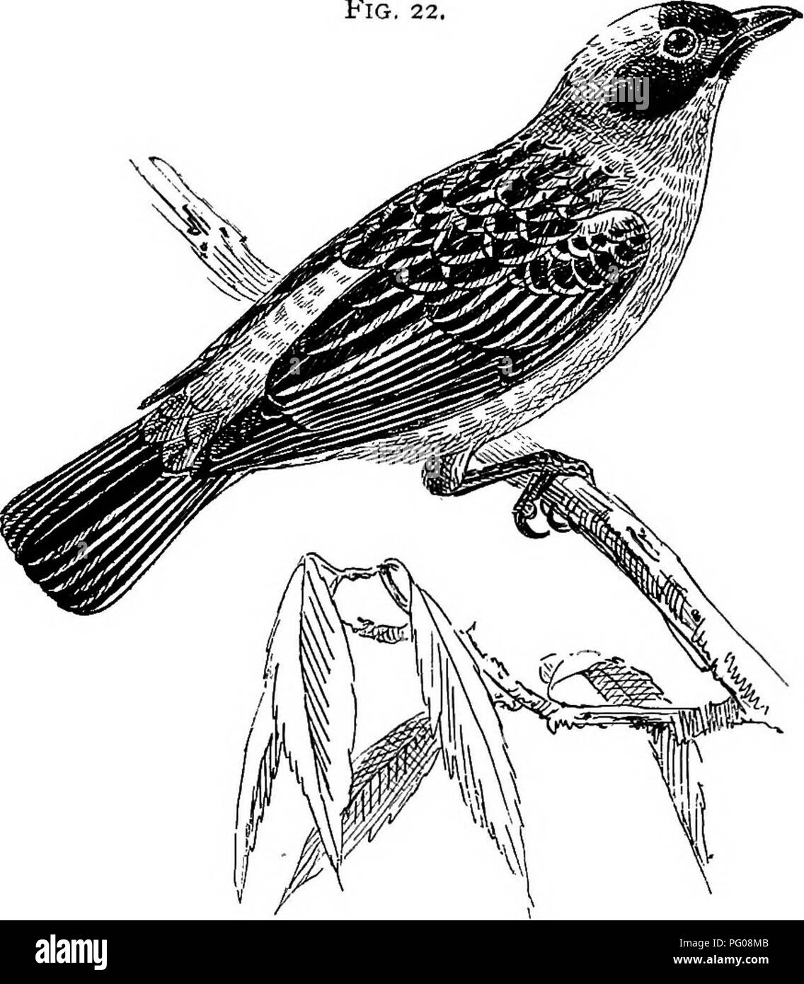 Modified behavior Black and White Stock Photos & Images - Alamy