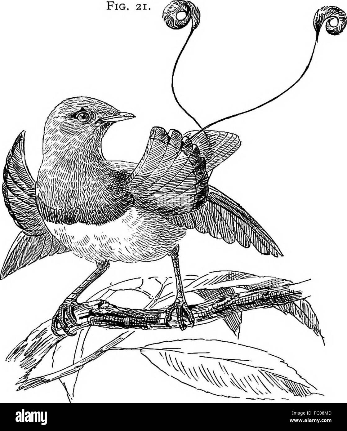 South american snipes hi-res stock photography and images - Alamy