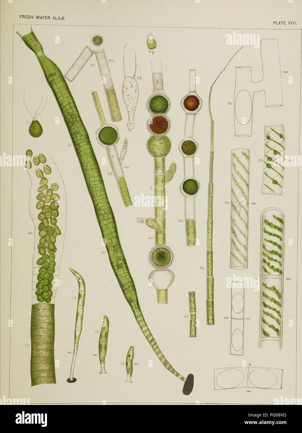 . A contribution to the history of the fresh-water algœ of North ...