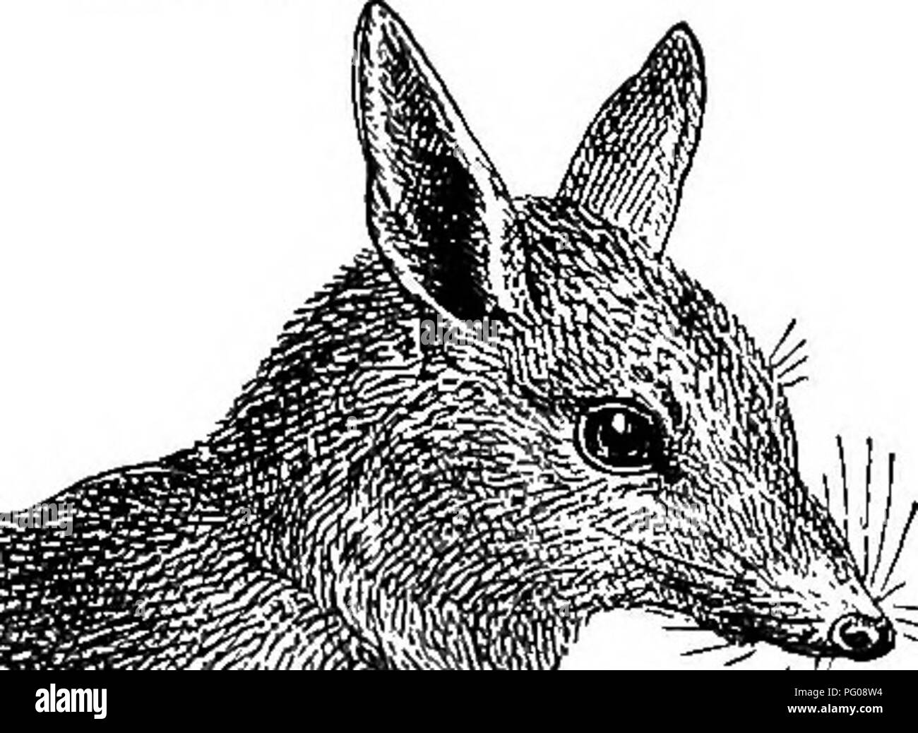 Opossums features hi-res stock photography and images - Alamy