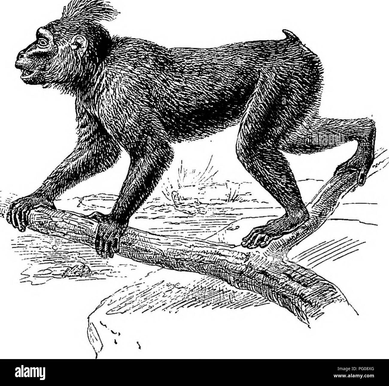 Gibraltar barbary apes Cut Out Stock Images & Pictures - Alamy