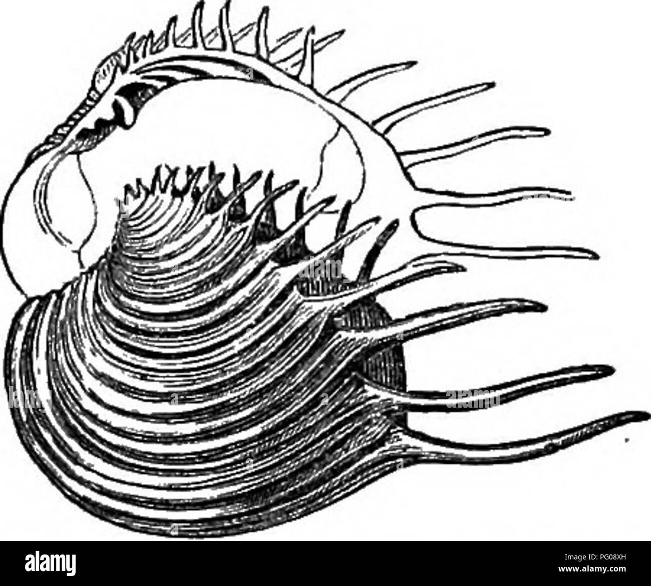 Thyasira hi-res stock photography and images - Alamy