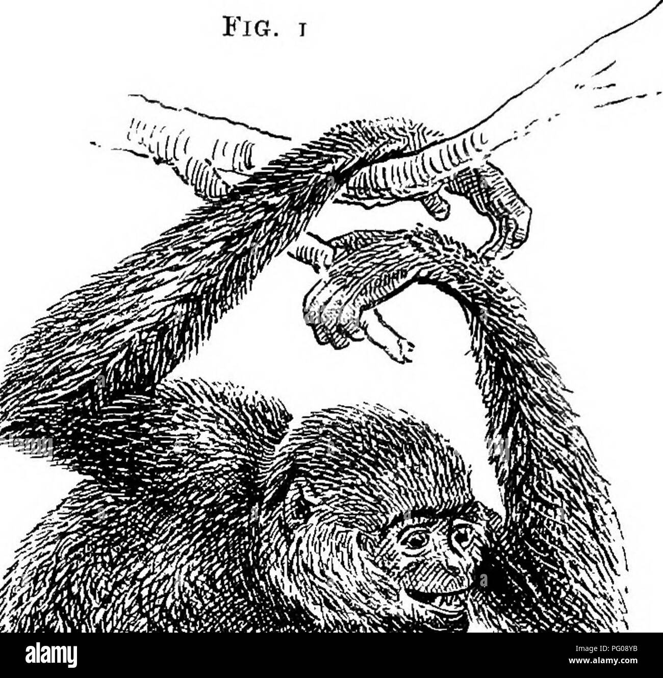 This book explores various animal species across America, focusing on ...