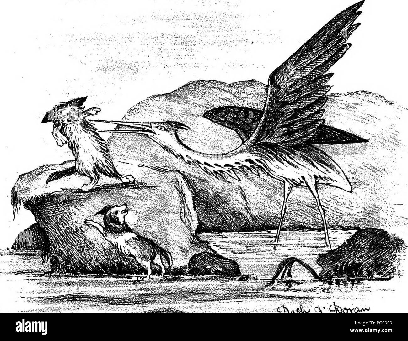 This ornithological study focuses on the bird species of Iona and Mull ...