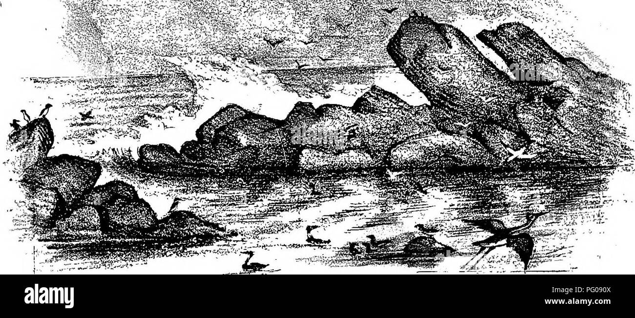 . The birds of Iona & Mull. Birds. 96 THE BIRDS OF lONA AND MULL. to ...