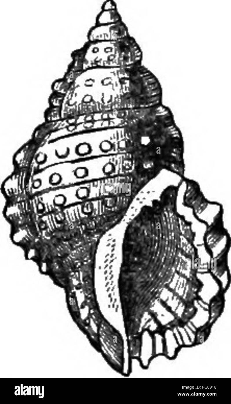 This natural history text offers descriptions of various animal species ...