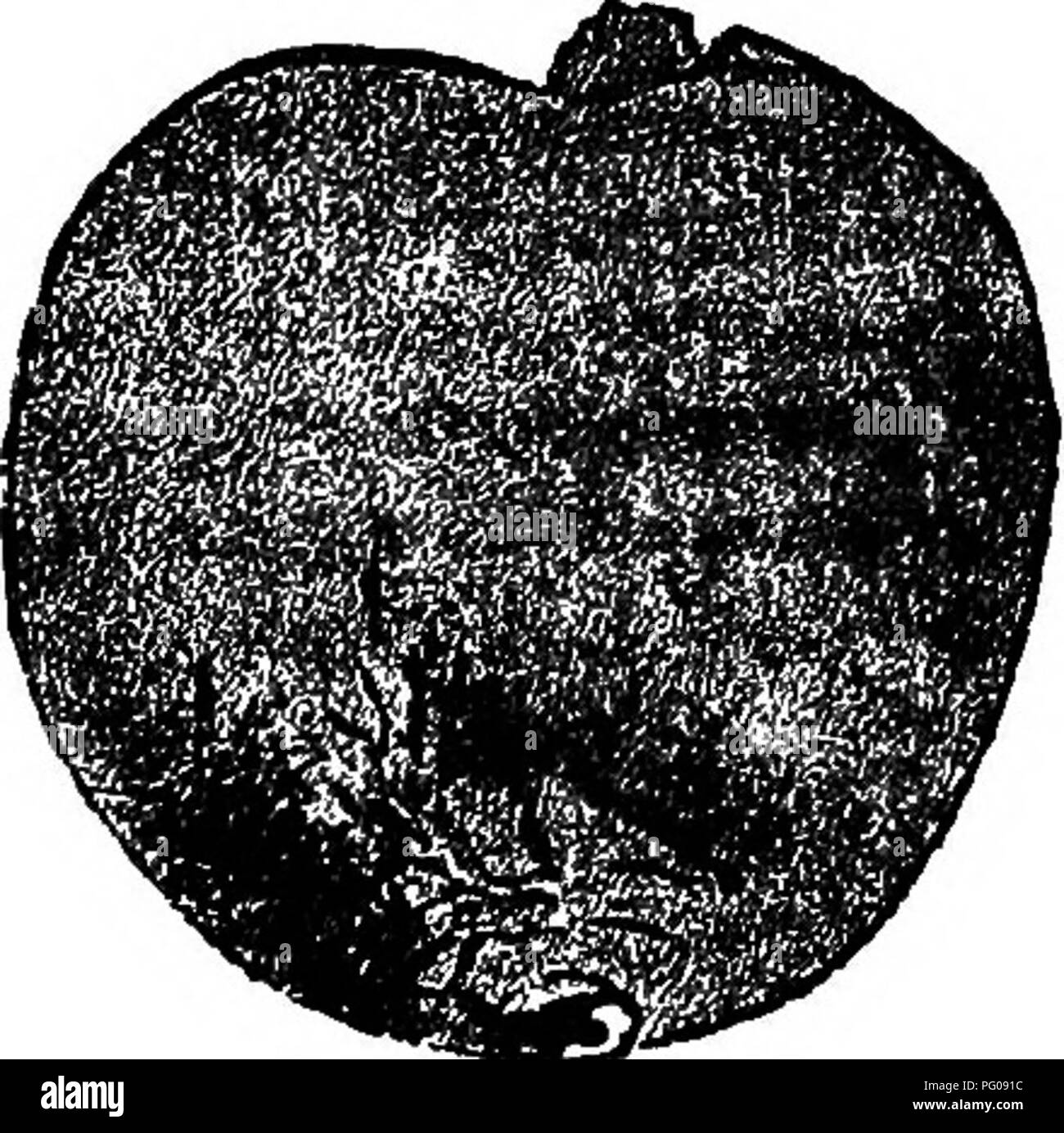 Slightly conical Black and White Stock Photos & Images - Alamy