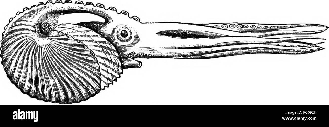 This image from Tenney's 'Natural History of Animals' includes detailed ...