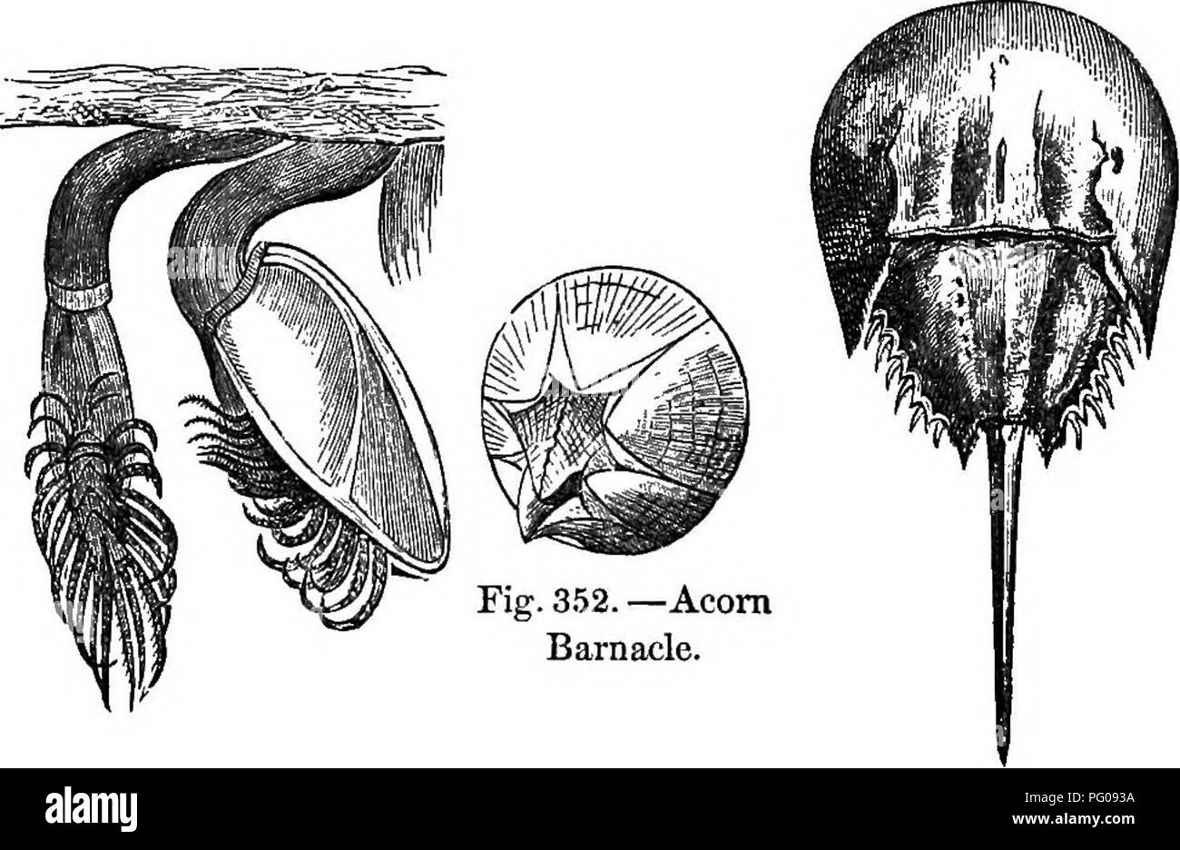Barnacle Diagram