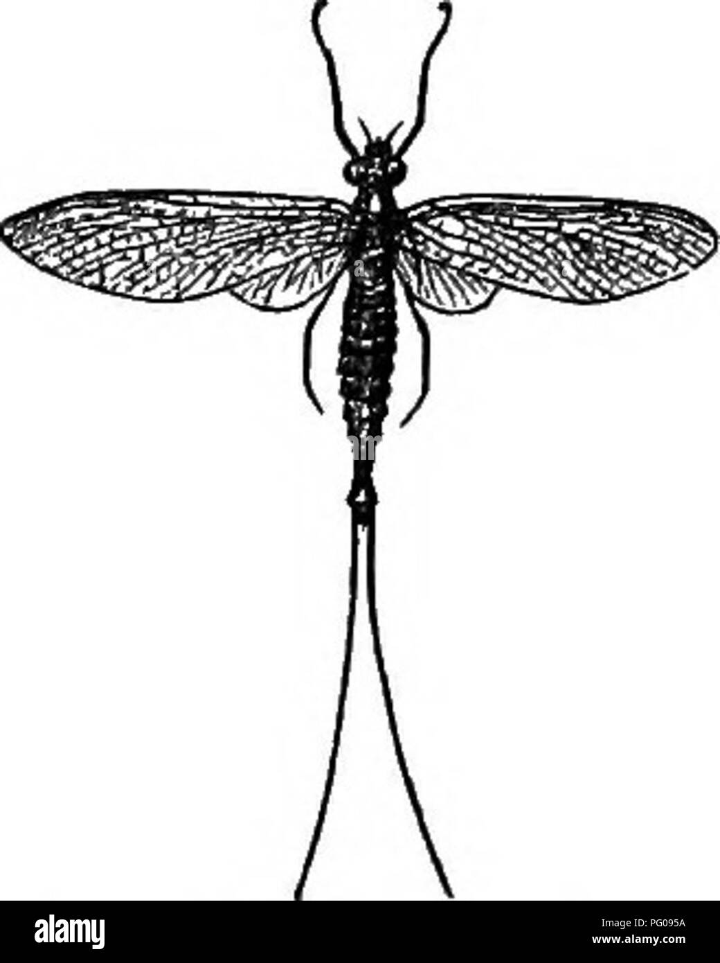 Adults with pupa Cut Out Stock Images & Pictures - Alamy