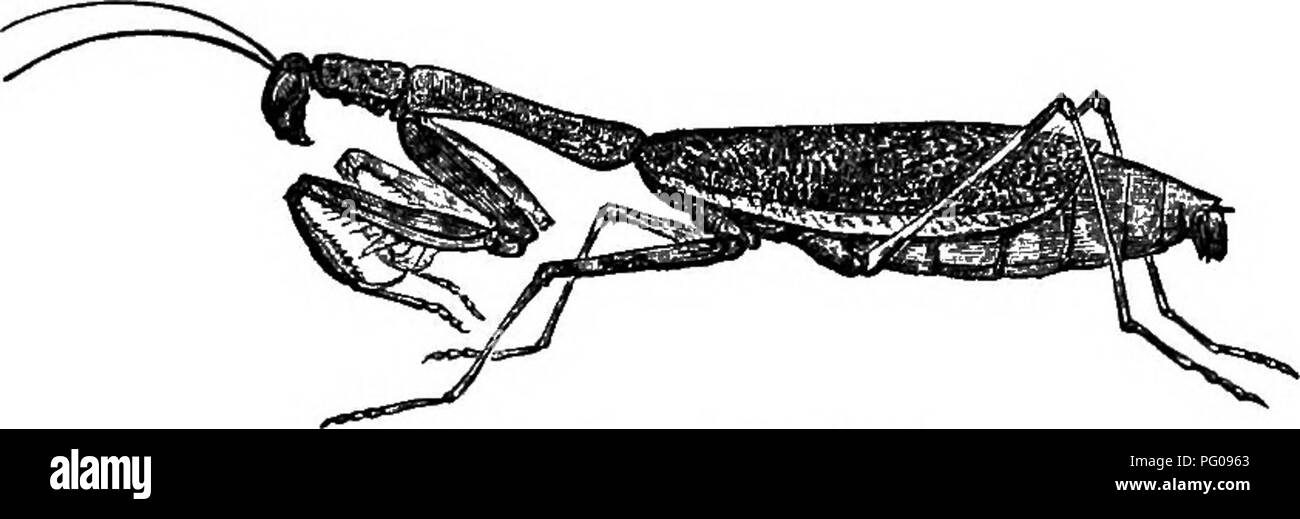 Cricket Body Parts Diagram Insect Hemolymph, Heart, Trachea