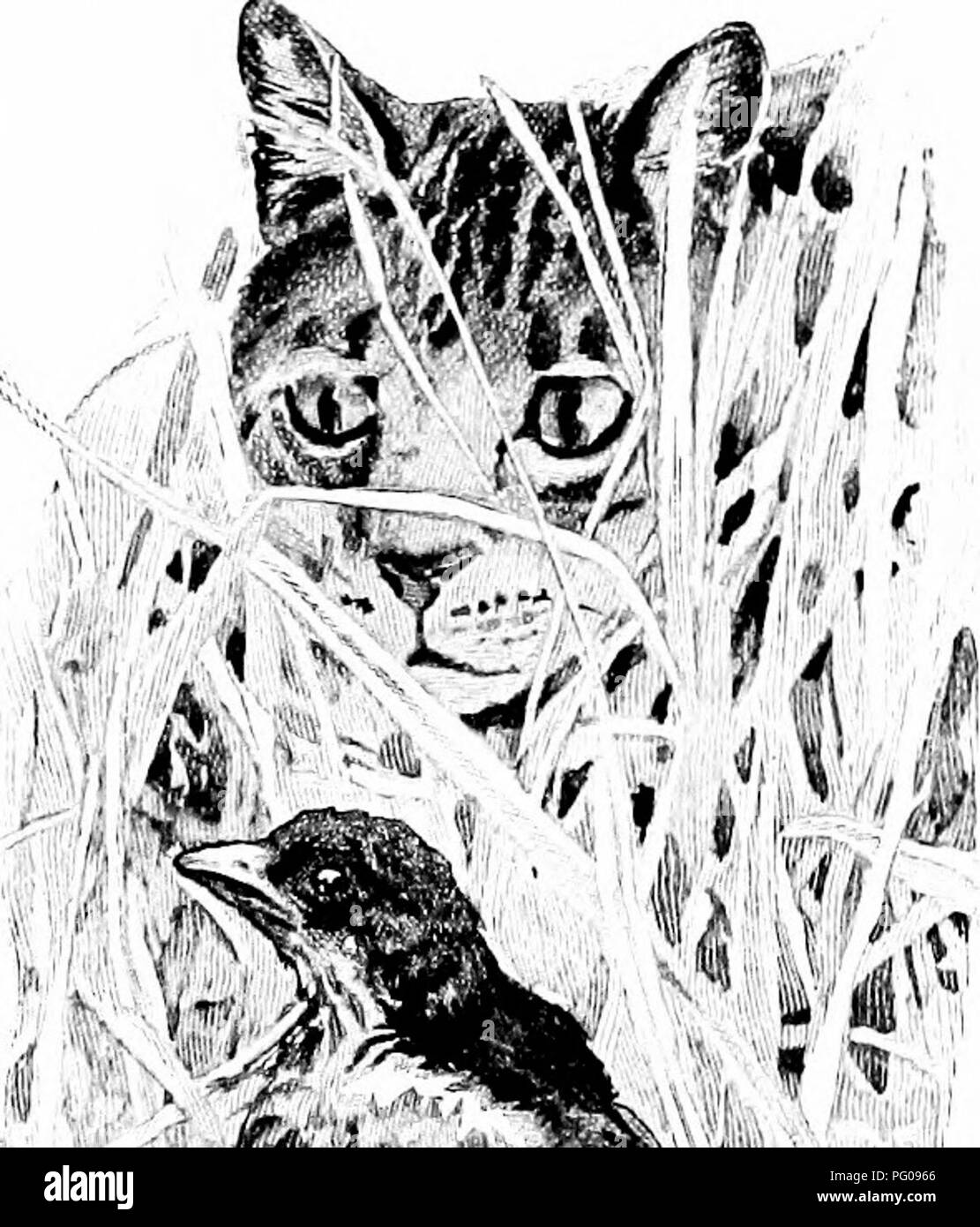 This narrative explores the behavior of young birds as they learn to ...