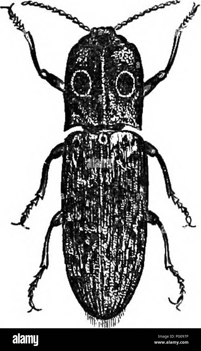 Insect bore holes Black and White Stock Photos & Images - Alamy