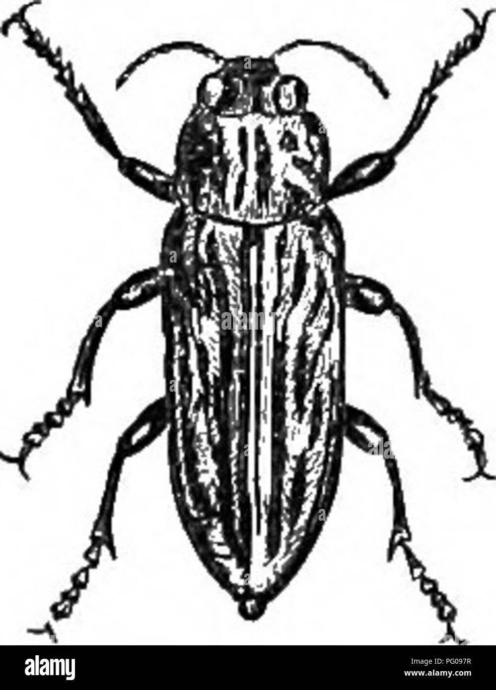 Crow eating insects hi-res stock photography and images - Alamy