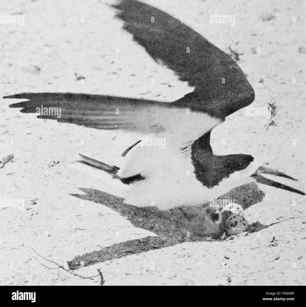 . Where to find birds and enjoy natural history in Florida. Birds ...