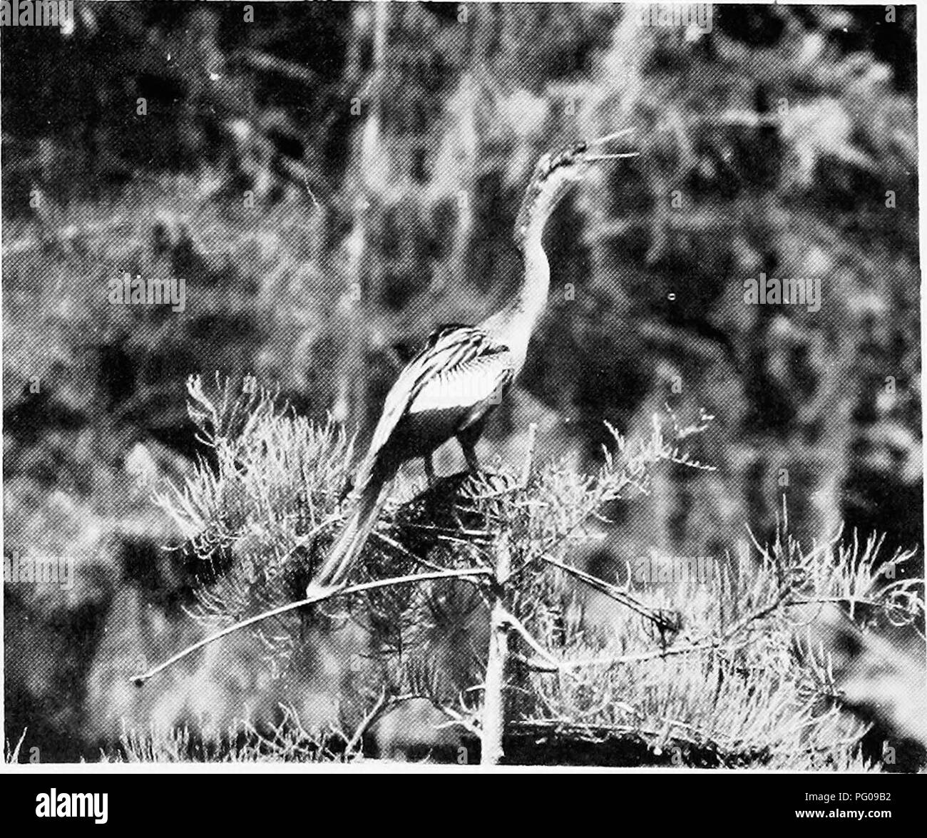 . Where to find birds and enjoy natural history in Florida. Birds ...