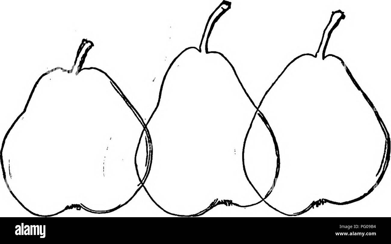 The American fruit culturist: A guide to the propagation and culture of ...