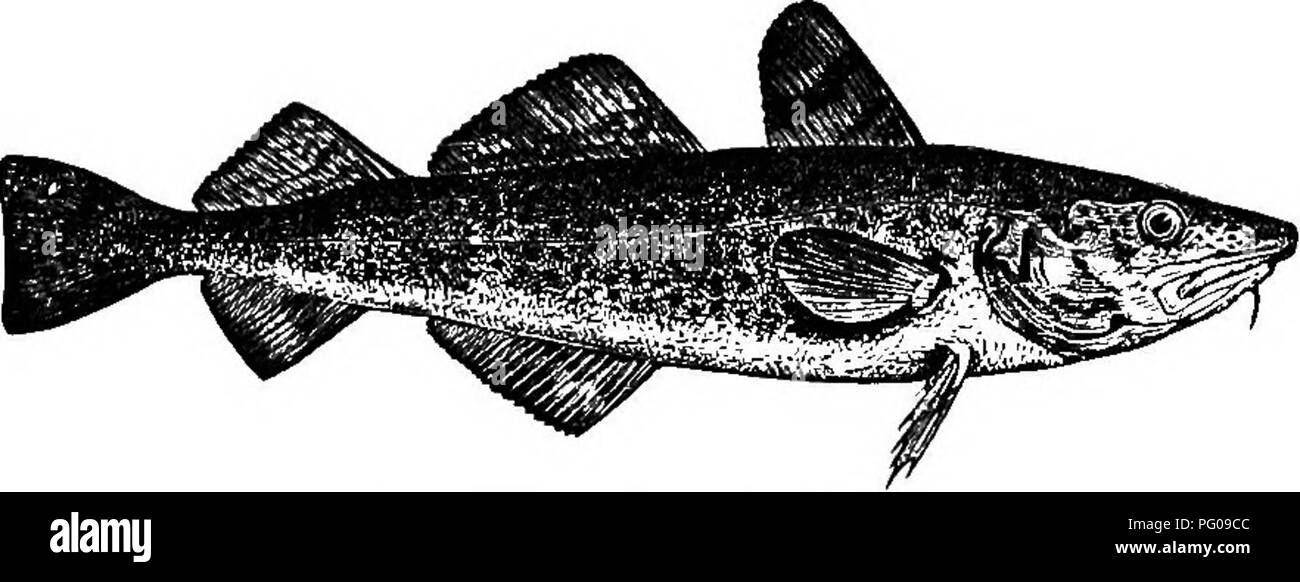 This work provides brief descriptions of various animal species ...