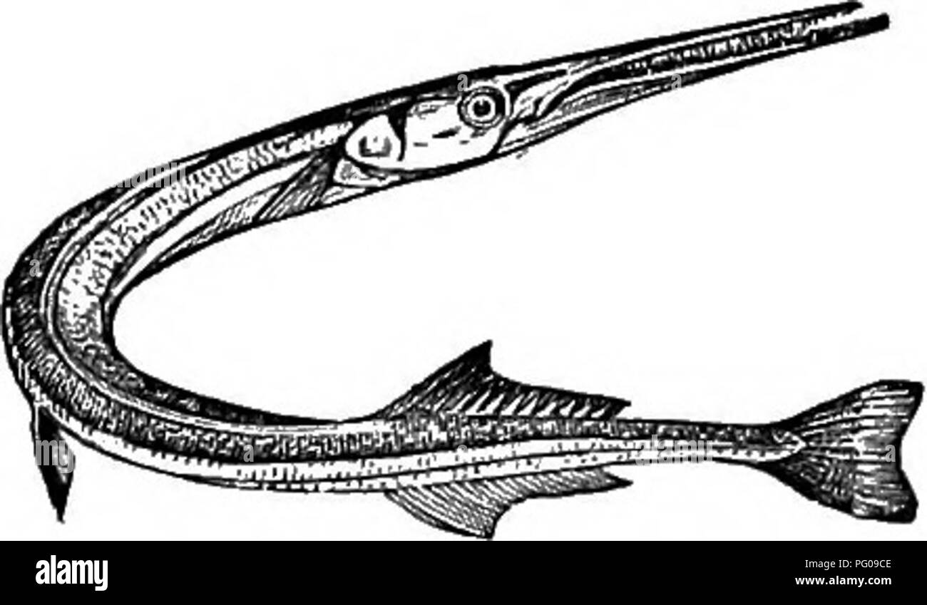 This illustration from Tenney's Natural History depicts a variety of ...