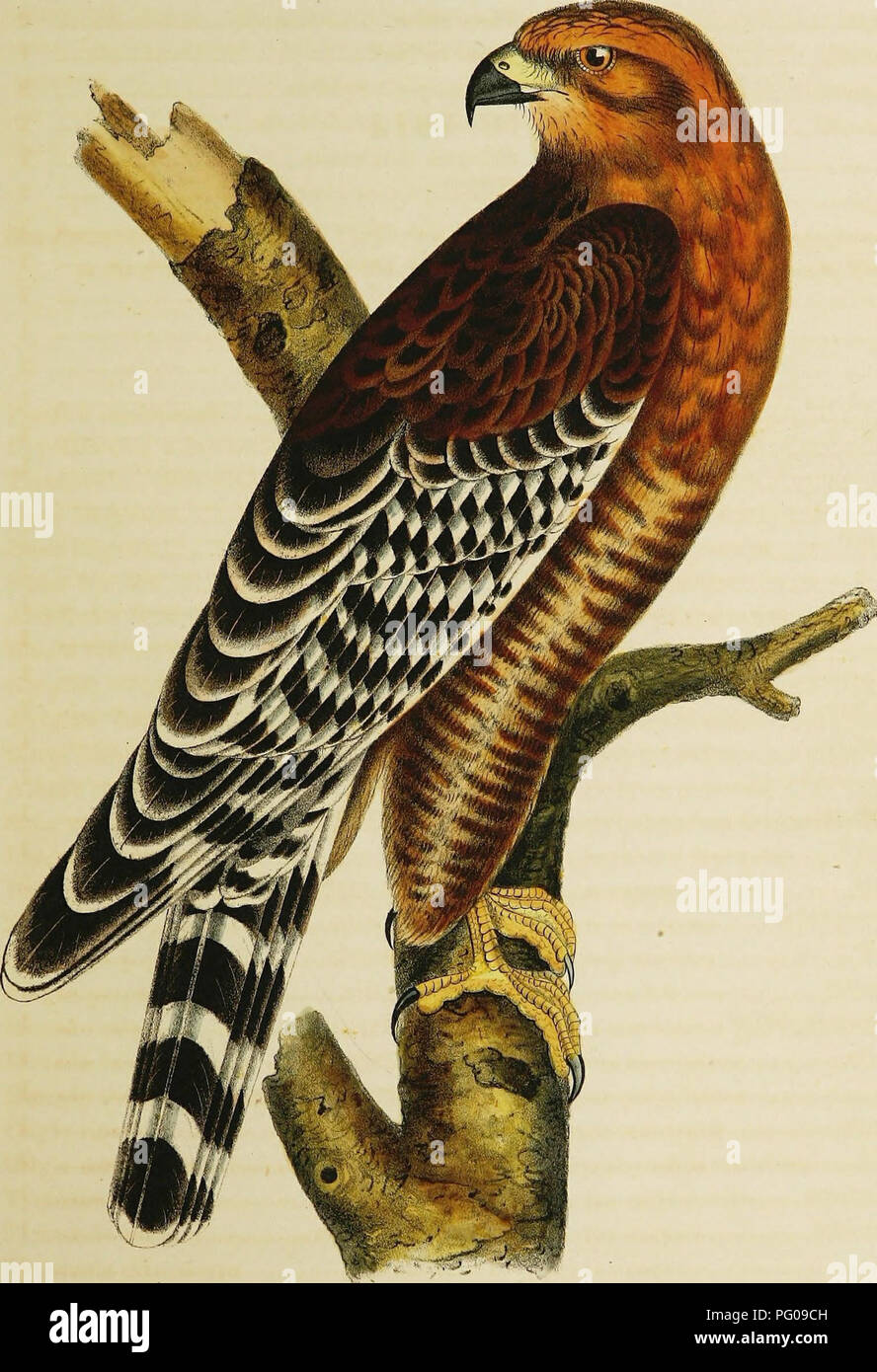 This excerpt focuses on the bird species documented during the U.S ...