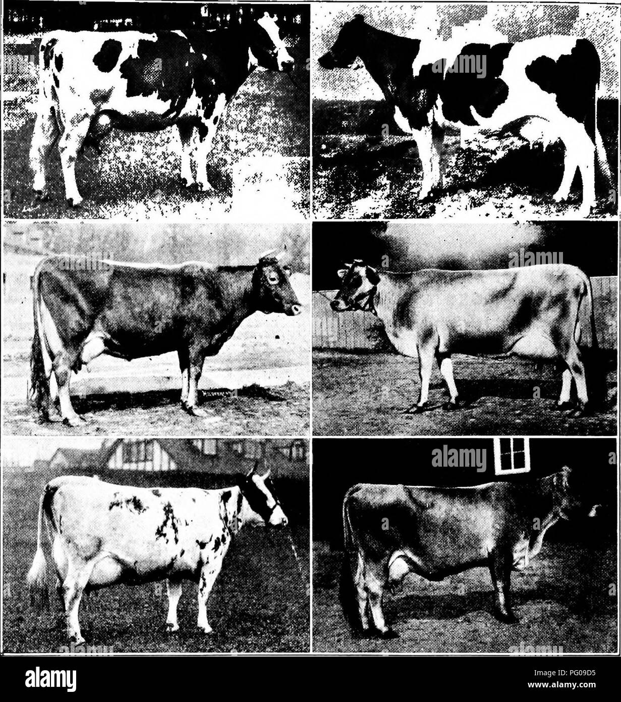 Dairy breeds of cows Black and White Stock Photos & Images - Alamy