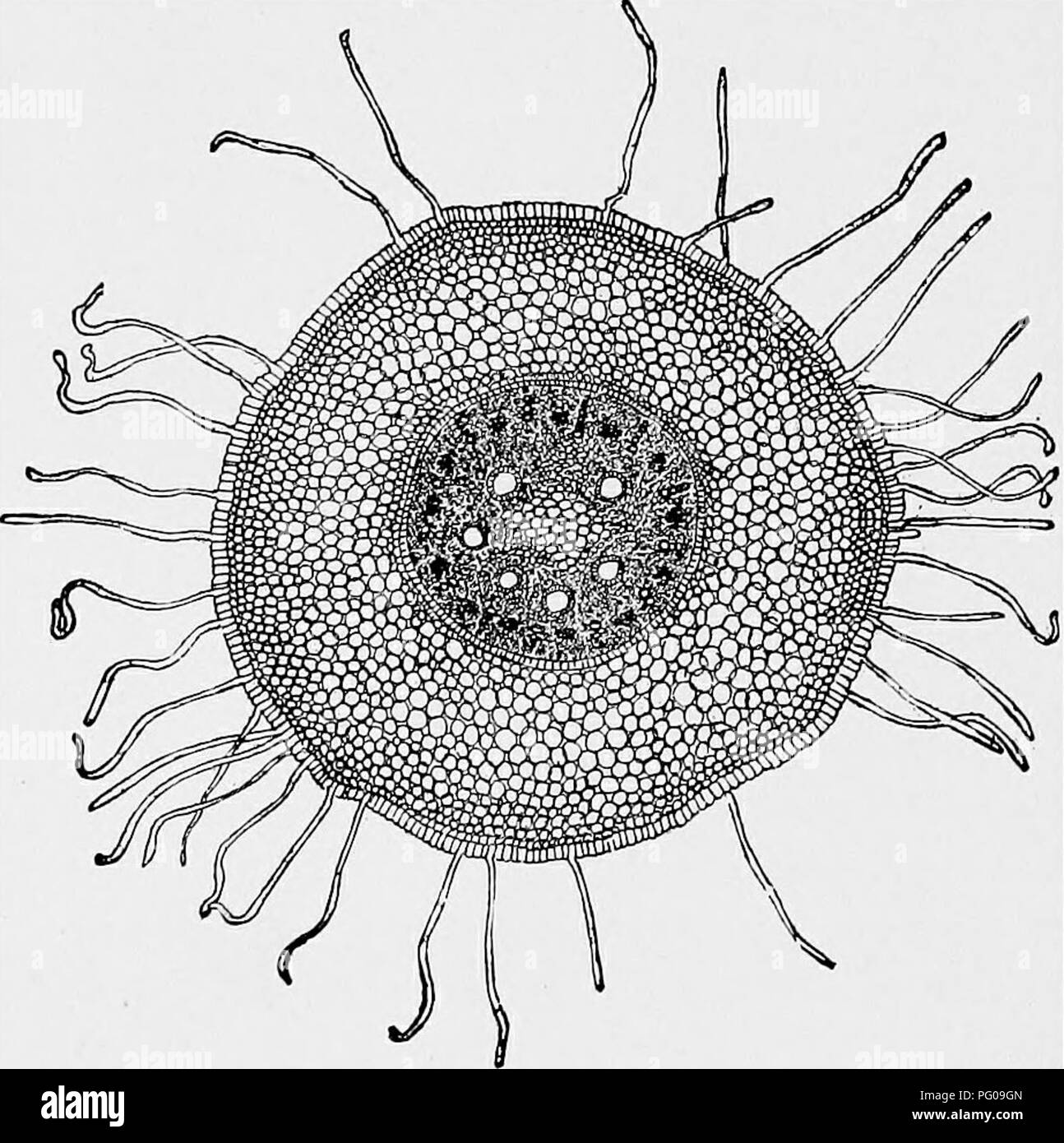 This botanical lesson demonstrates the relationship between root hairs ...