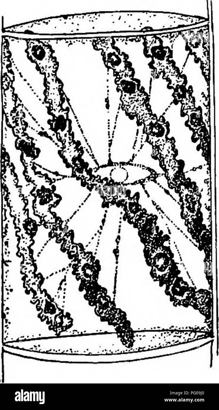 . Lessons in botany. Botany. THE LIVING SUBSTANCE OF PLANTS. 21 the ...