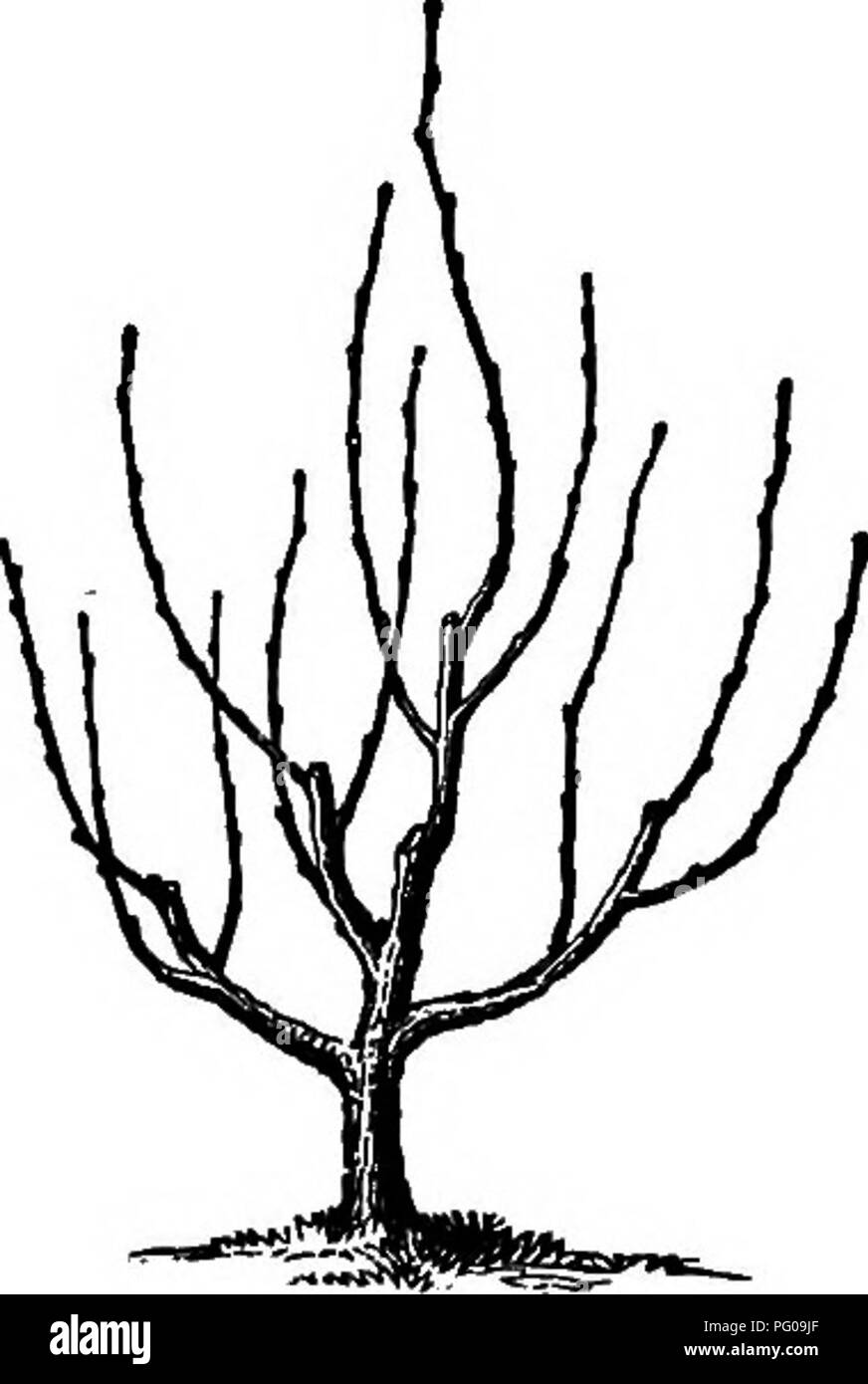 Prune apple tree Black and White Stock Photos & Images - Alamy