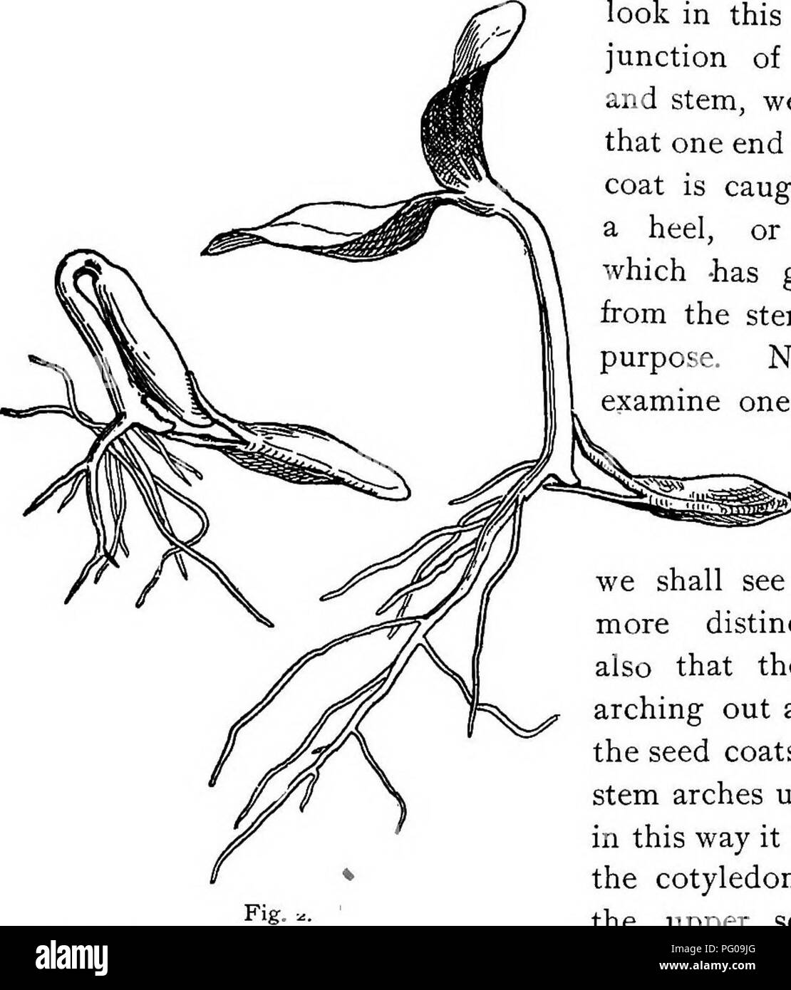 This botany lesson explains the process by which seedlings grow from ...