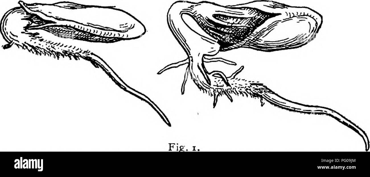 . Lessons in botany. Botany. BOTANY. 3. Structure of the pumpkin seed ...