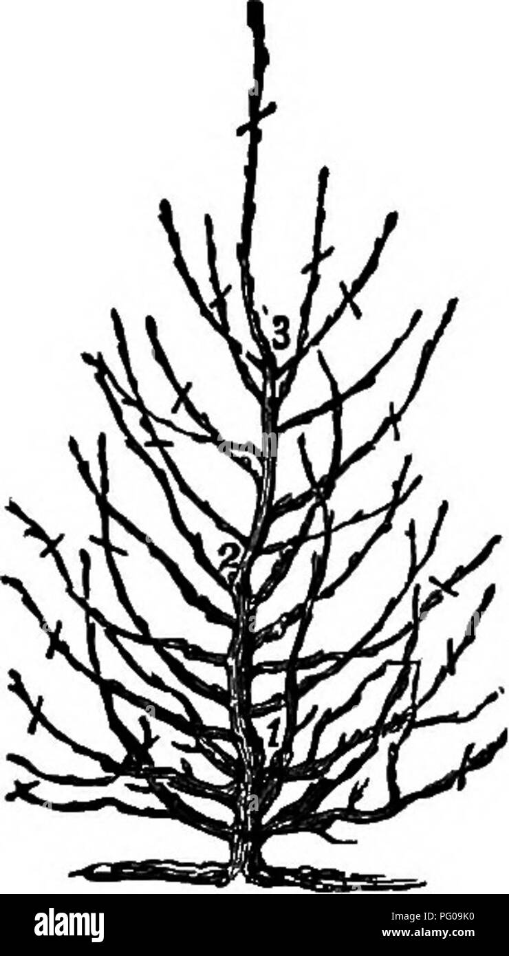 . The American fruit culturist, containing directions for the ...