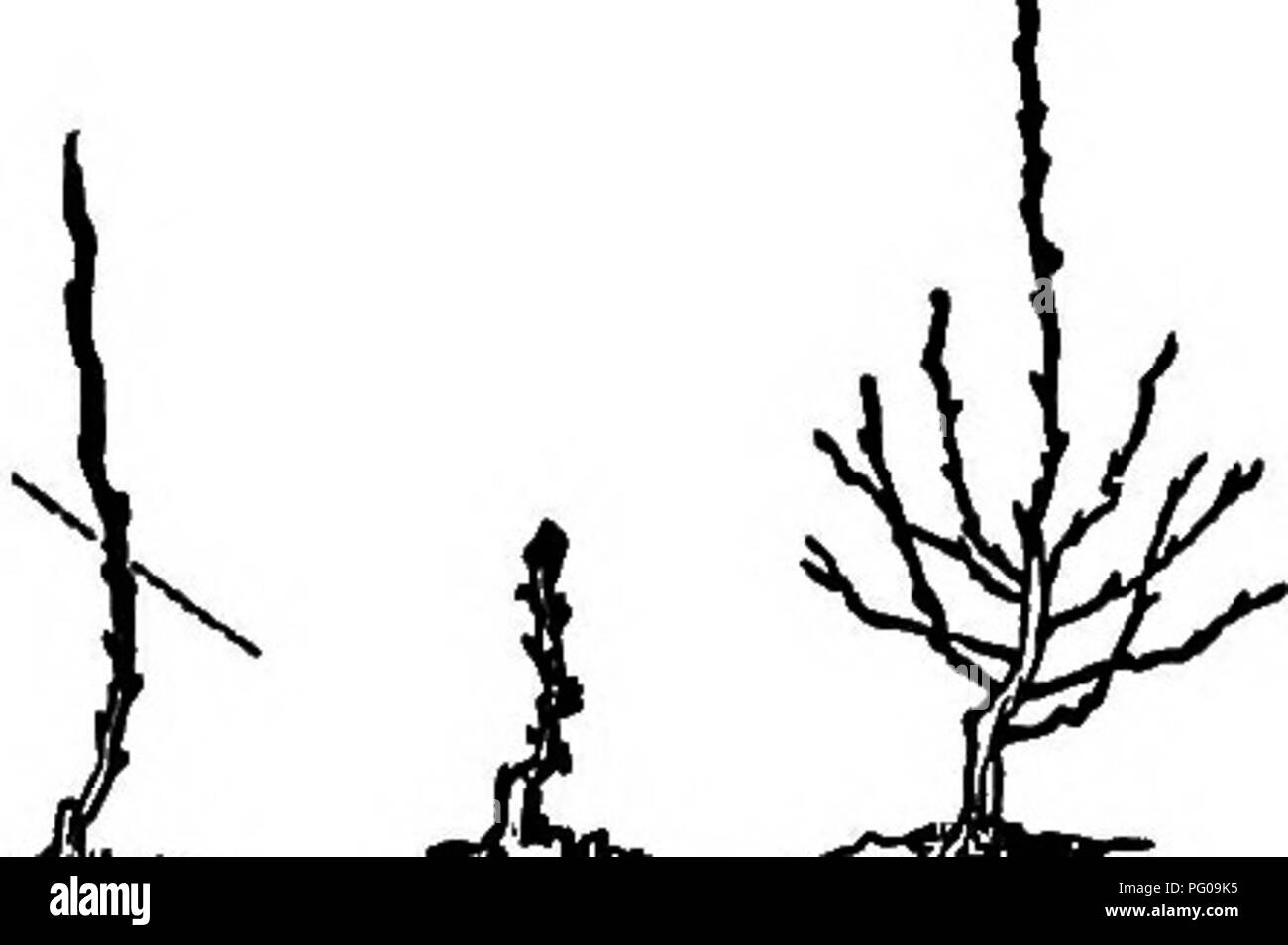 Training a fruit tree Black and White Stock Photos & Images - Alamy