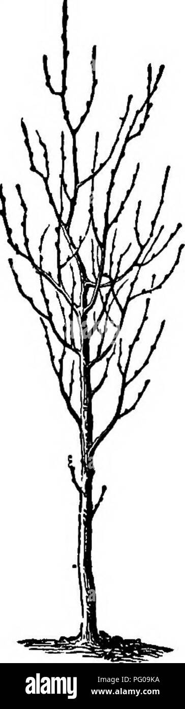 Unpruned tree hi-res stock photography and images - Alamy