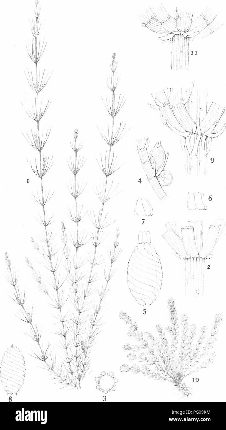 Chara delicatula Cut Out Stock Images & Pictures - Alamy